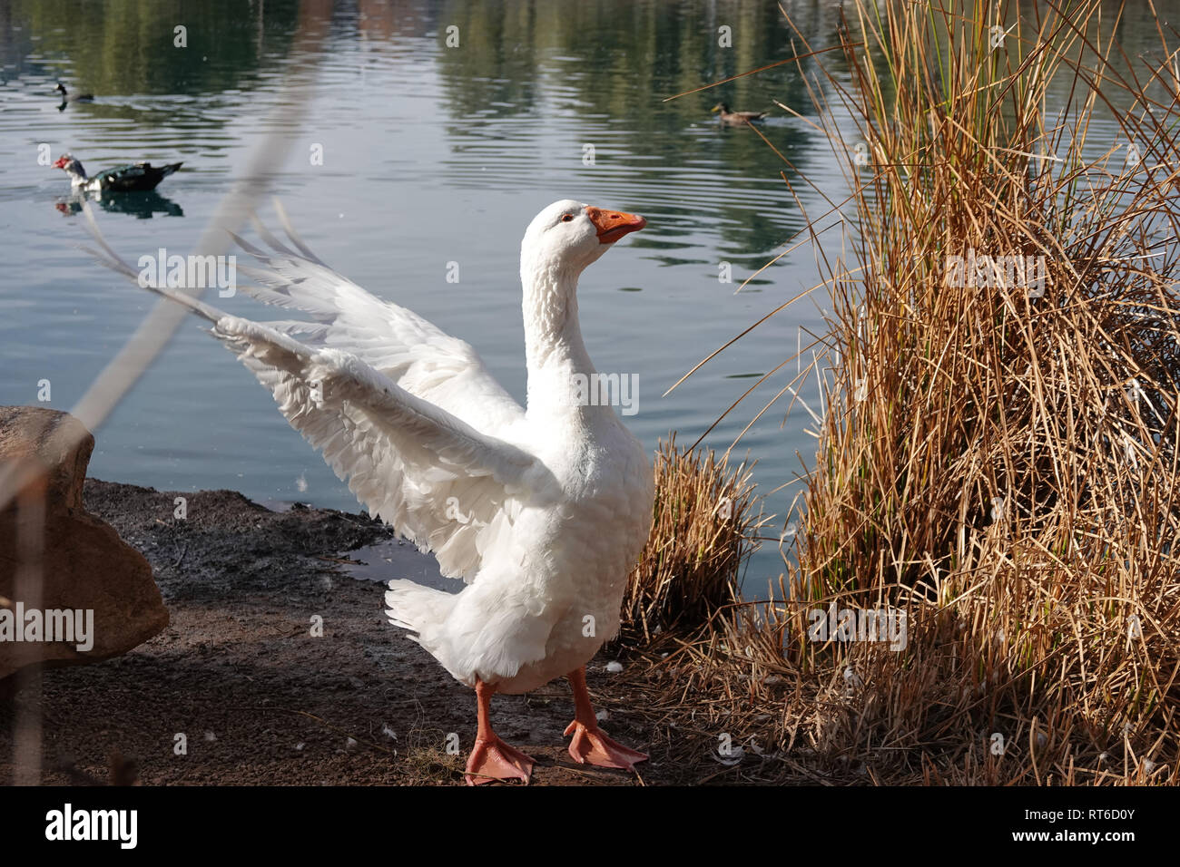 Embden goose hi-res stock photography and images - Alamy
