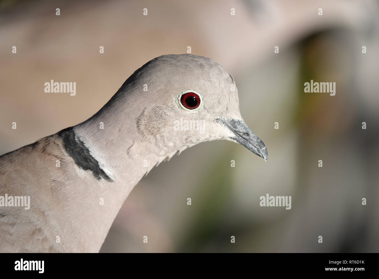 Doves columbidae hi-res stock photography and images - Alamy
