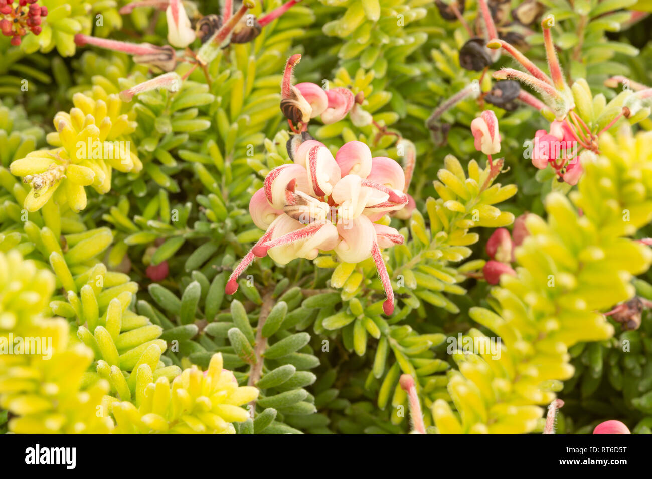 Grevillea lanigera prostrata Stock Photo - Alamy