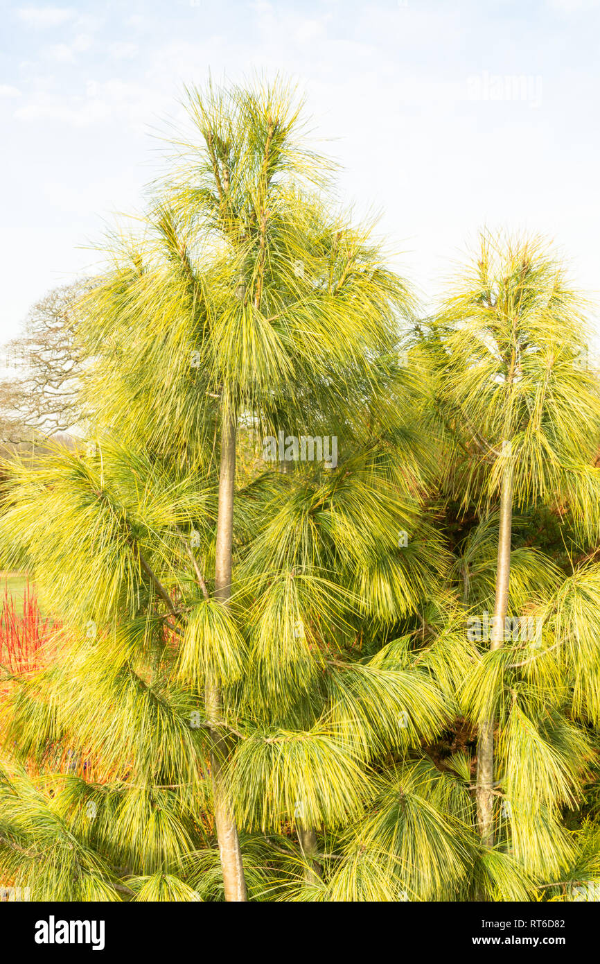 Pinus wallichiana 'Zebrina' Stock Photo - Alamy