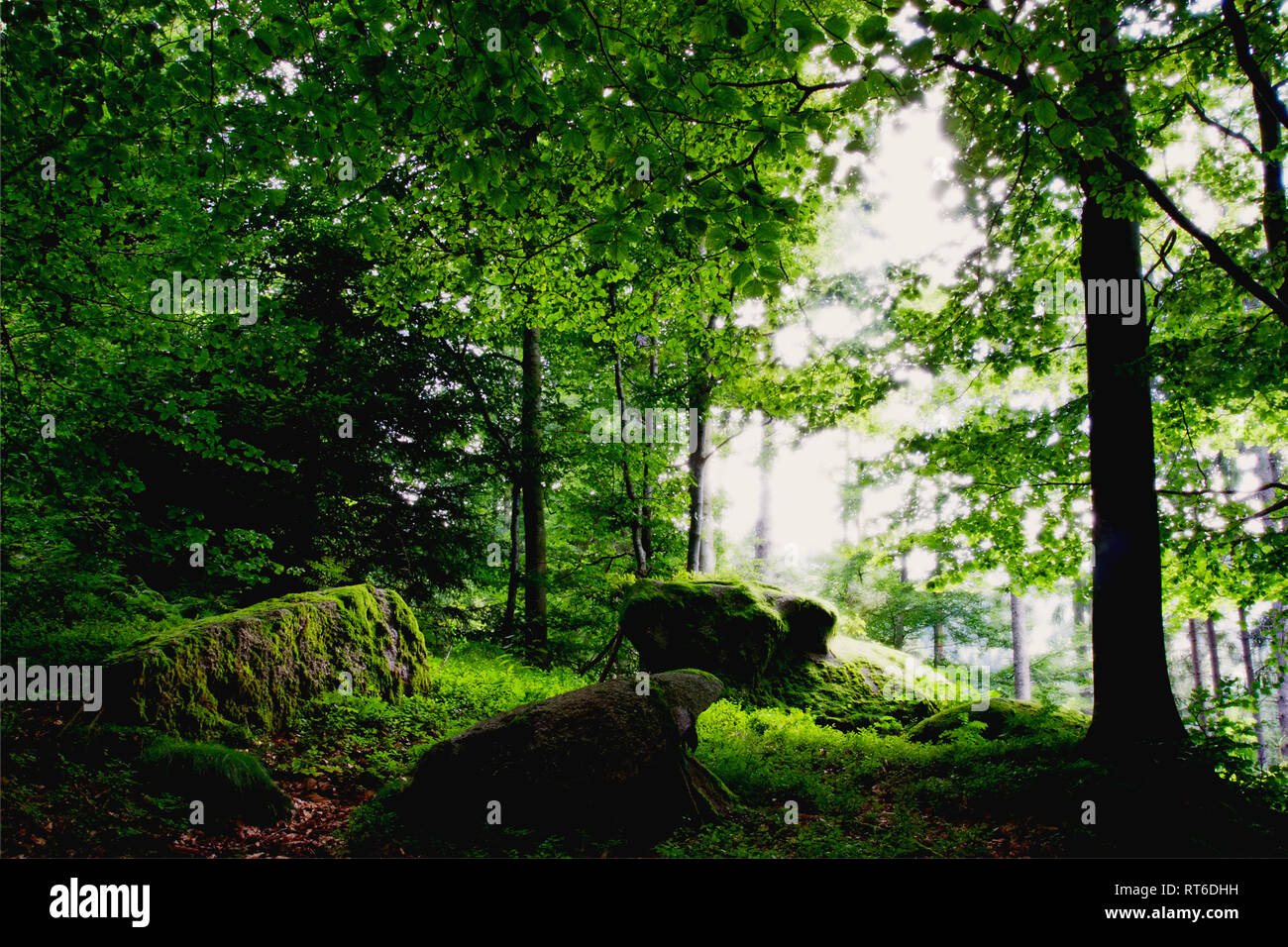 boulders in the forest, Elzach, Germany Stock Photo - Alamy
