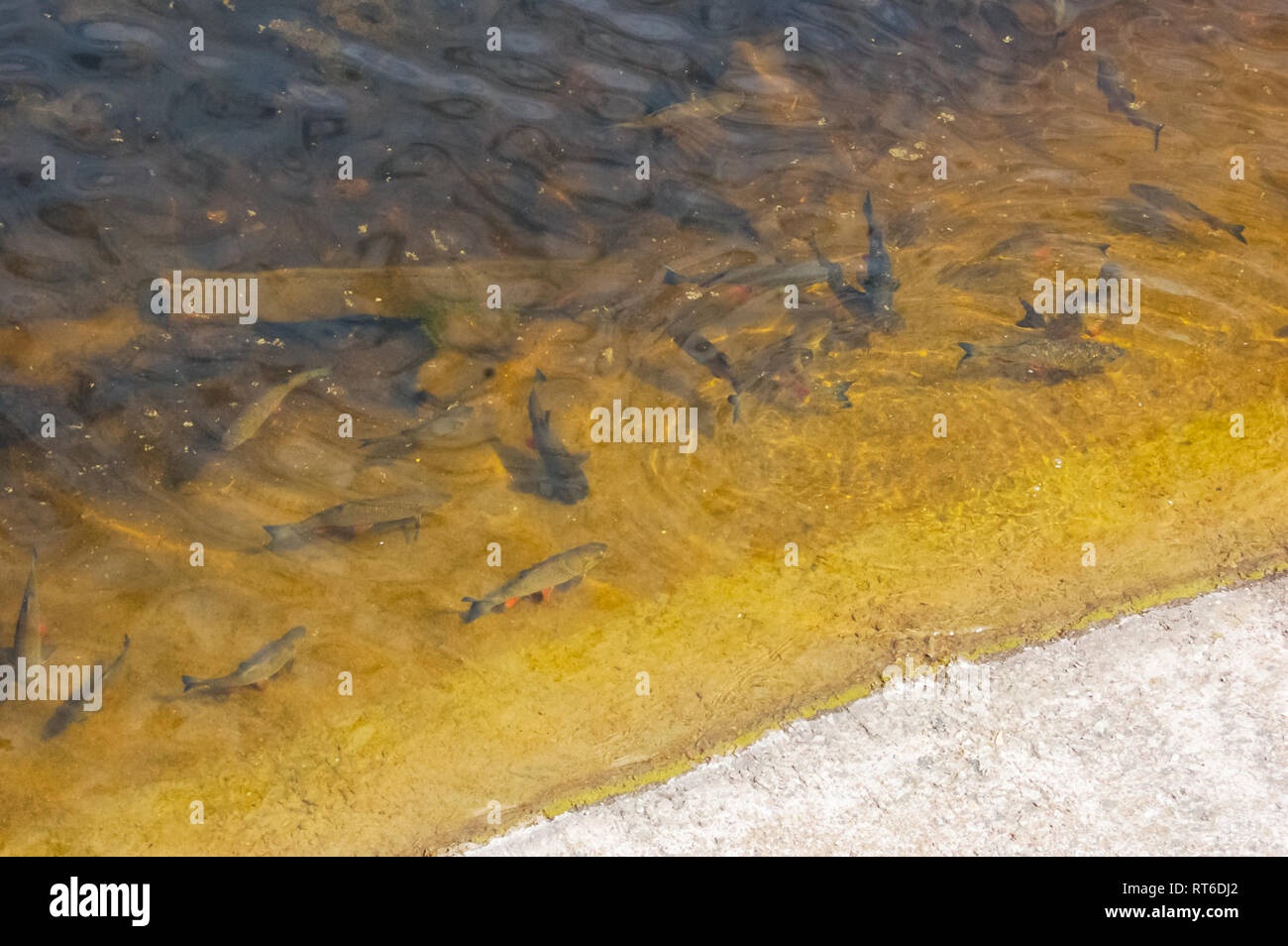 Catfish near the surface of the water, catfish bottom fish scavenger ...