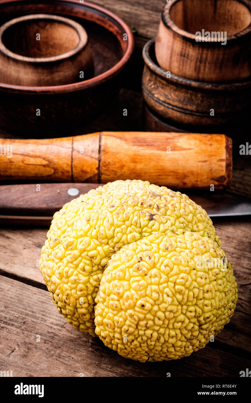 Maclura fruit hi-res stock photography and images - Alamy