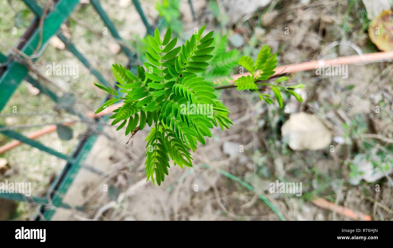 Beautiful Plants Around Us Stock Photo - Alamy