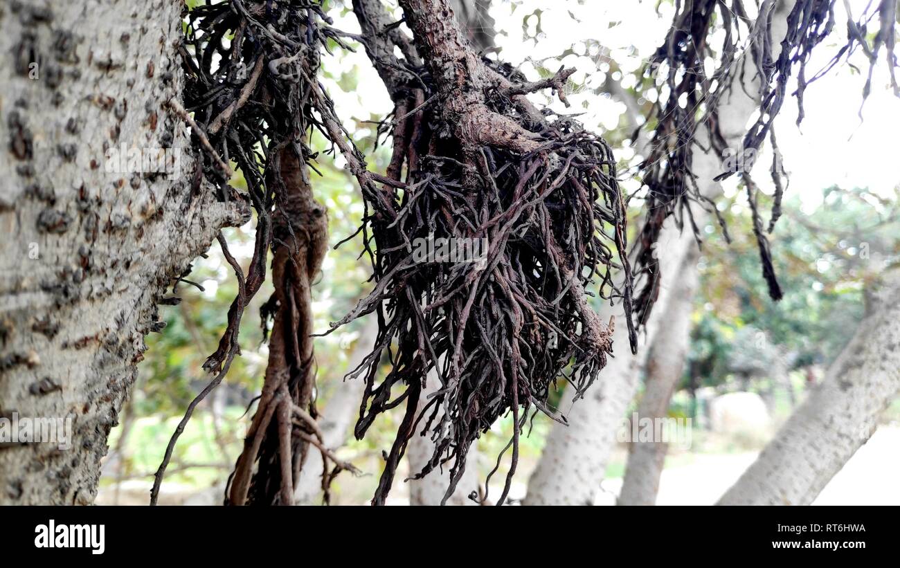 trunk of a tree Stock Photo - Alamy