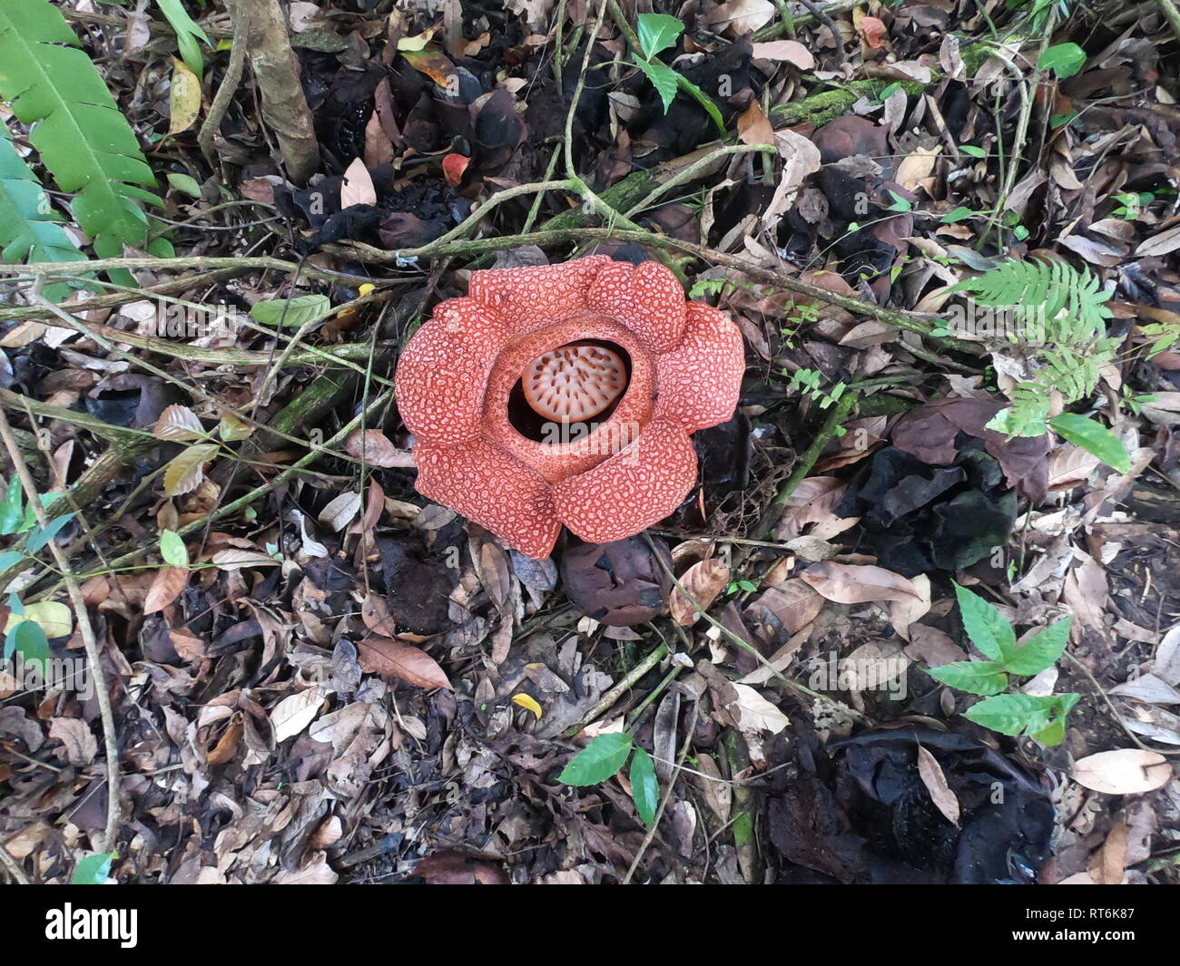 Giant flower rafflesia arnoldii hi-res stock photography and images - Alamy