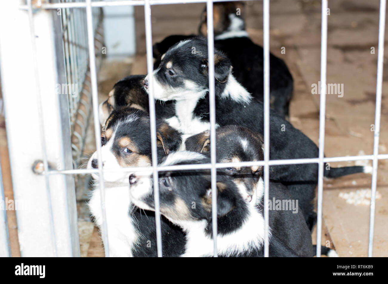 Group stray dogs hi-res stock photography and images - Alamy