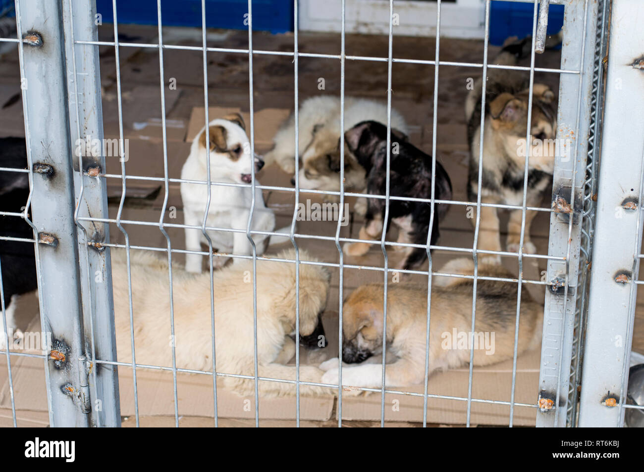 Vladimir Central Prison Dogs