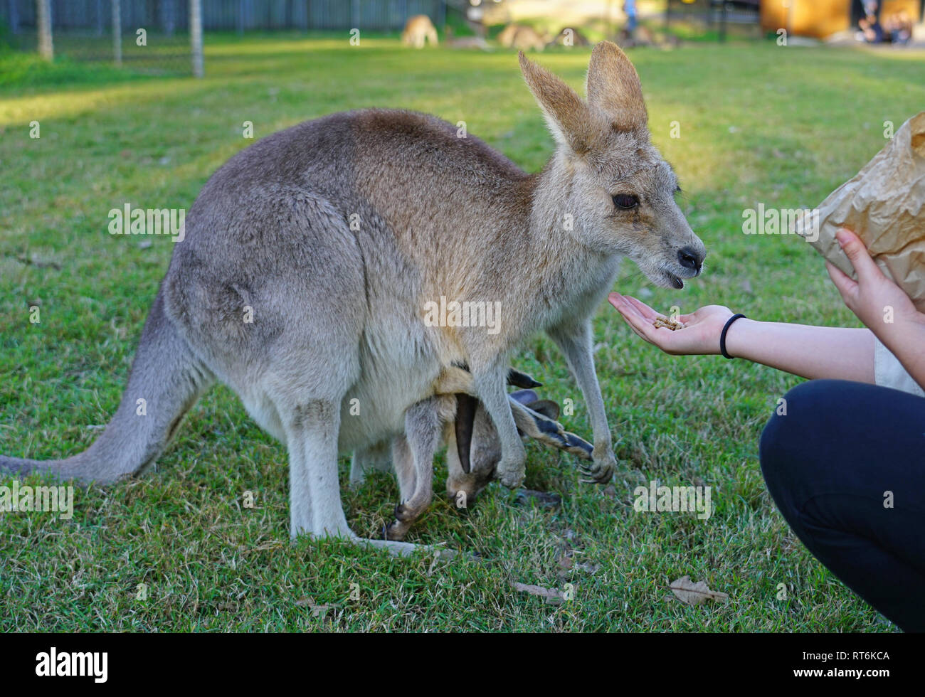 Hand feeding a kangaroo at a park in Brisbane, Australia Stock Photo ...