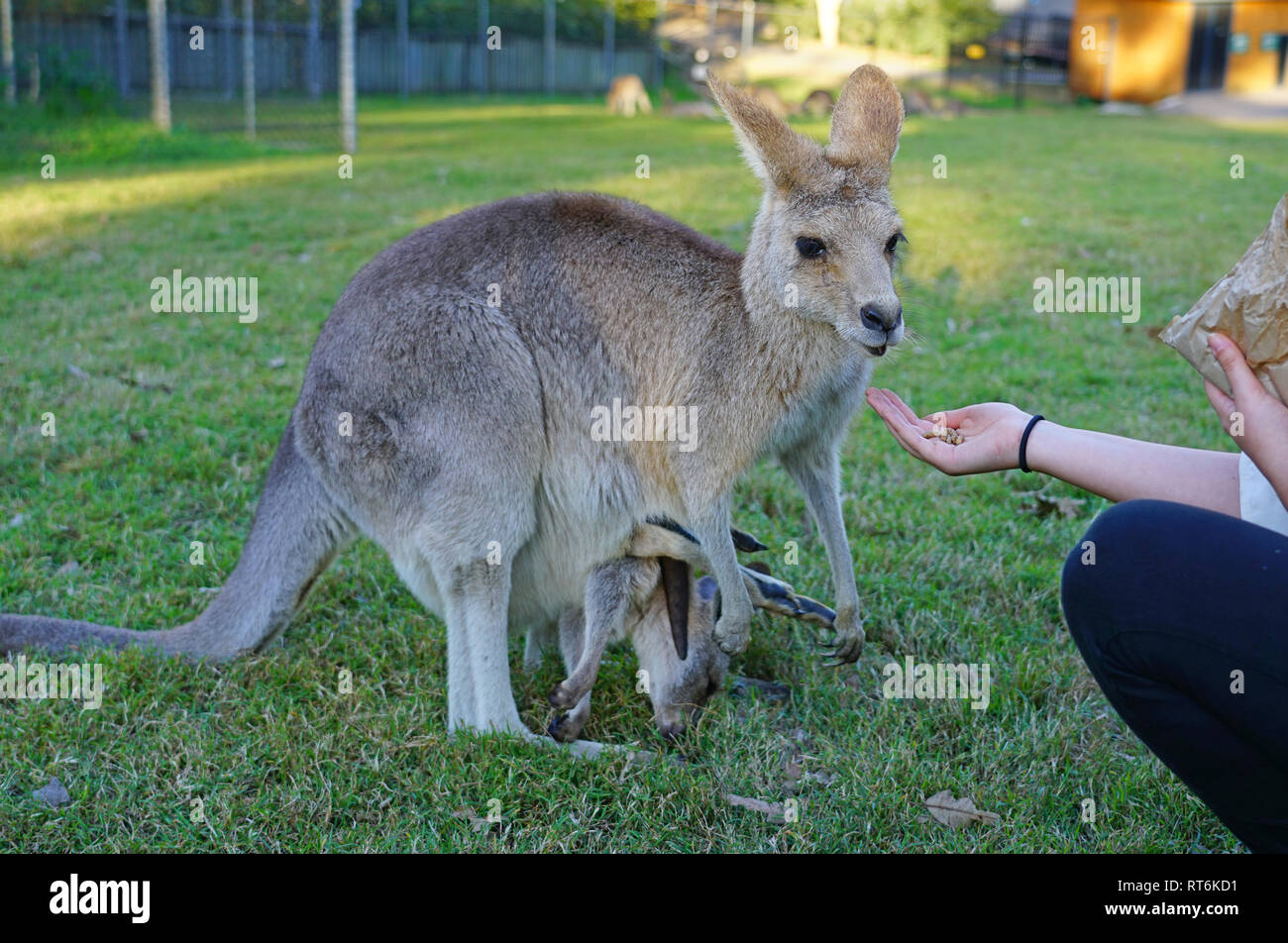 Hand feeding a kangaroo at a park in Brisbane, Australia Stock Photo ...