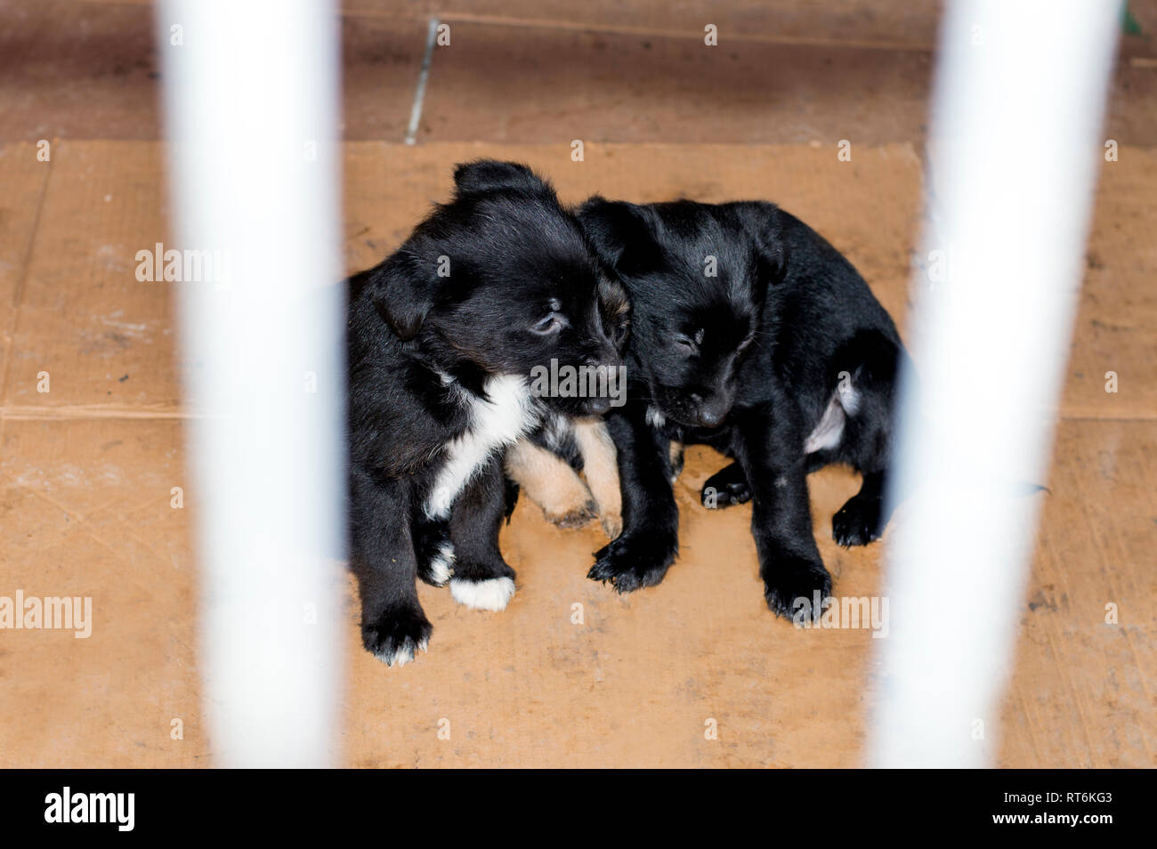 Sad puppies hi-res stock photography and images - Alamy