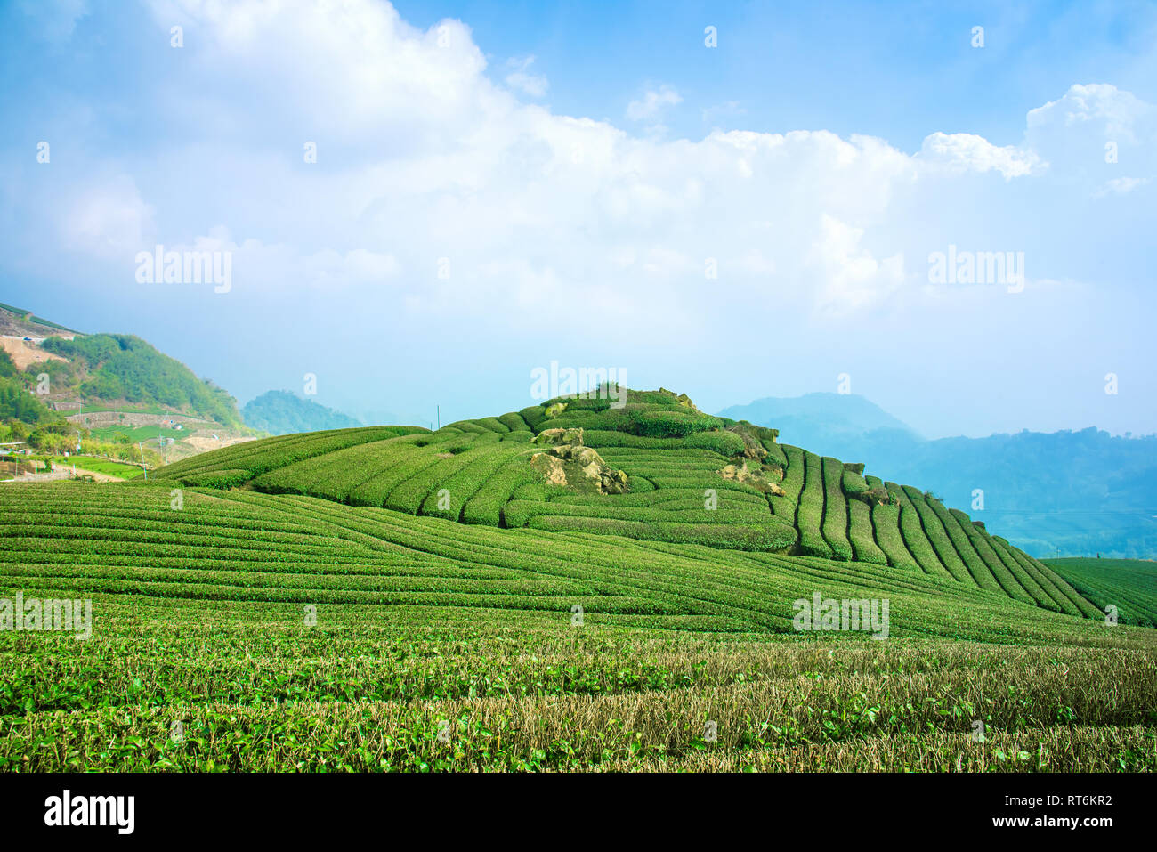 Beautiful tea garden rows scene isolated with blue sky and cloud ...