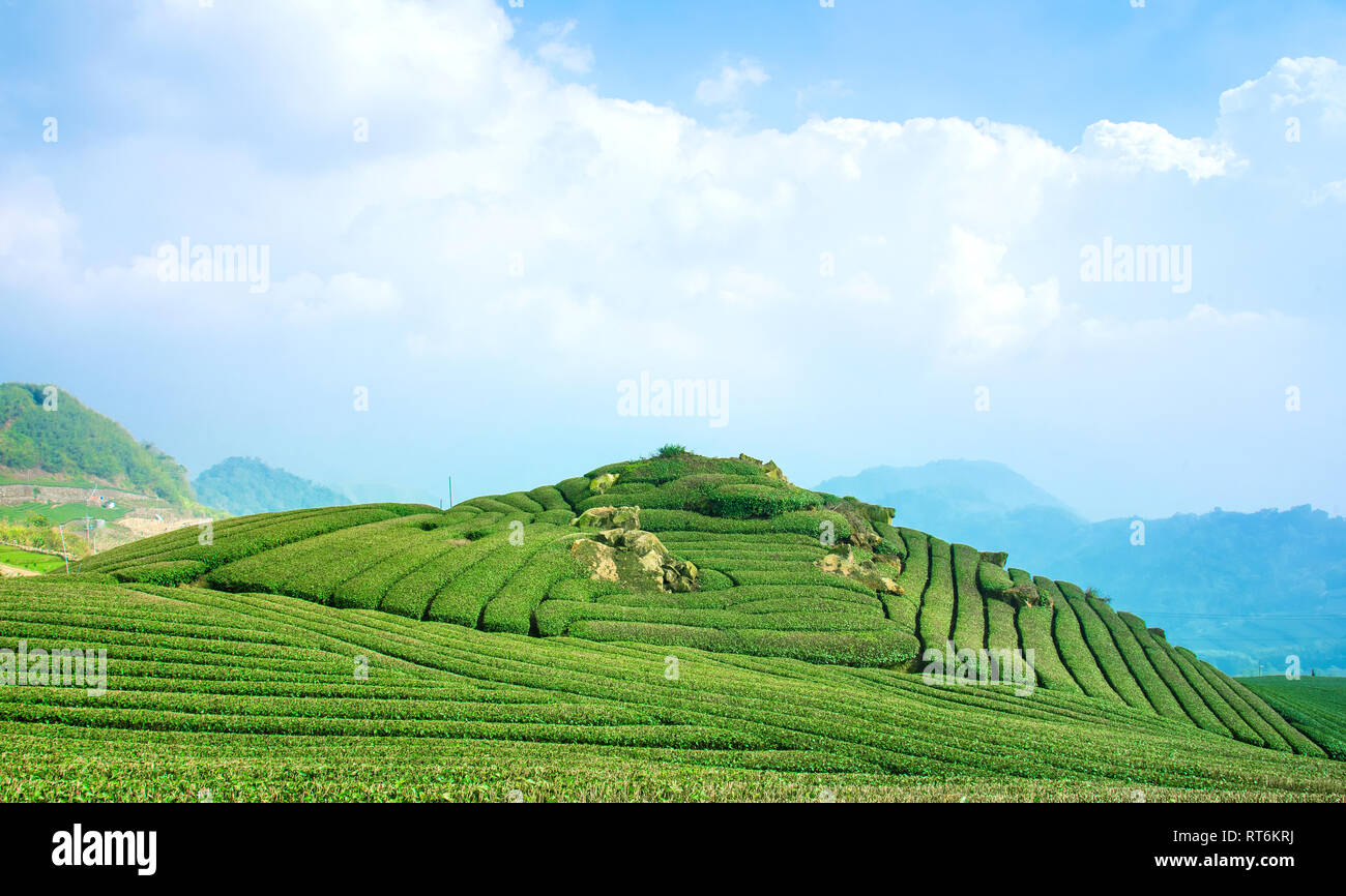 Beautiful tea garden rows scene isolated with blue sky and cloud ...