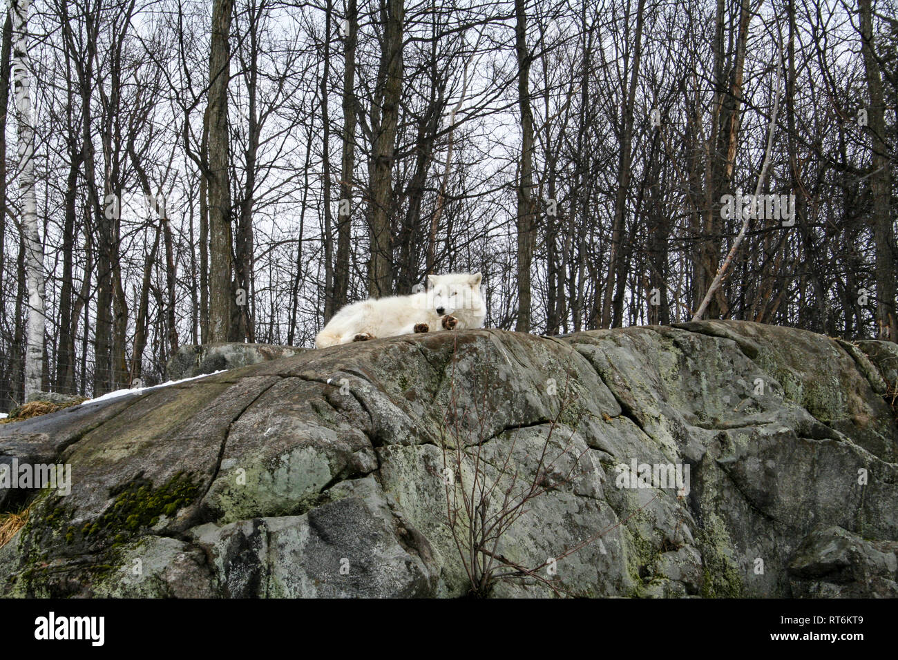 White wolf on rock hi-res stock photography and images - Alamy