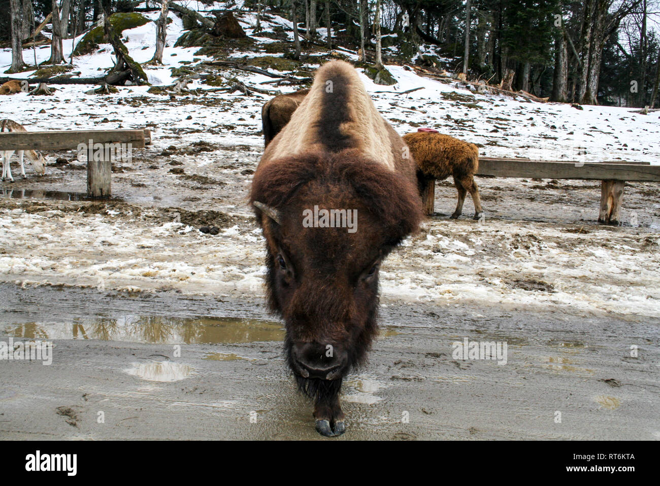 Omega Park Bison High Resolution Stock Photography and Images - Alamy