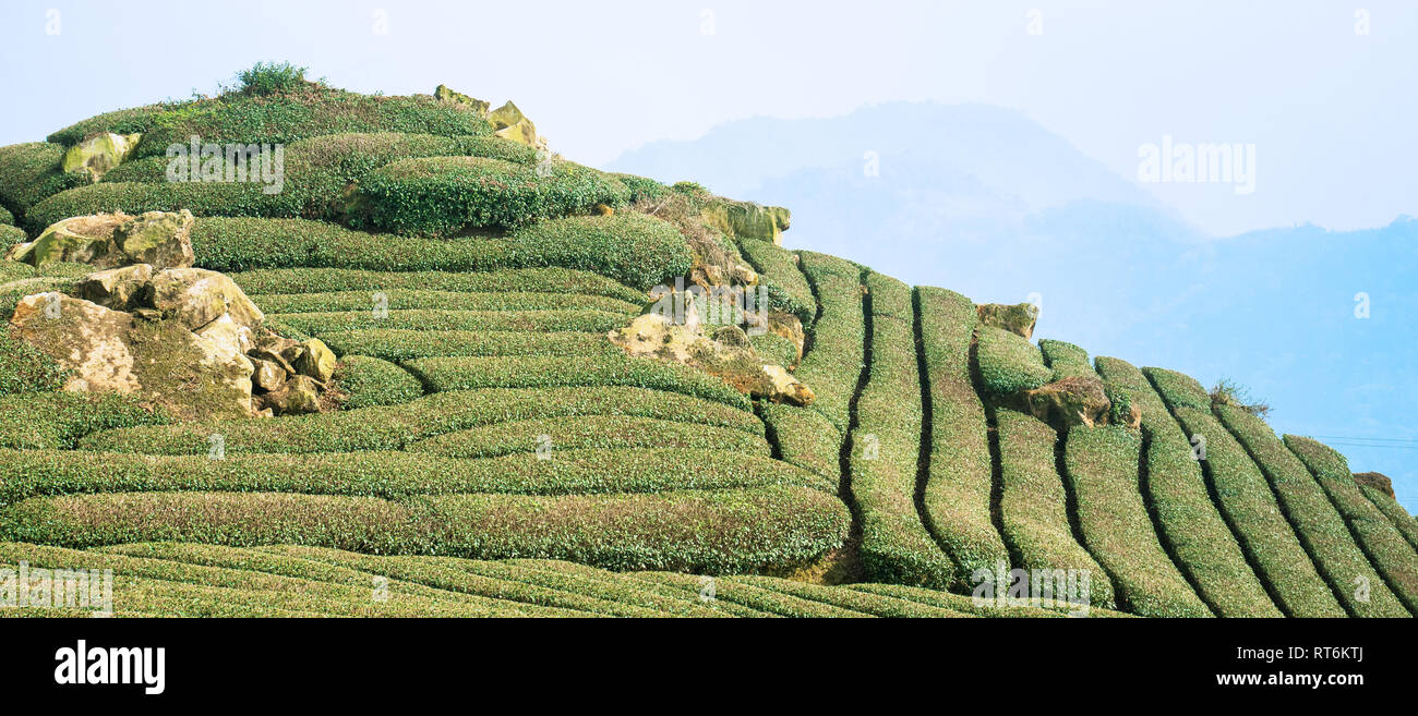 Beautiful tea garden rows scene isolated with blue sky and cloud ...