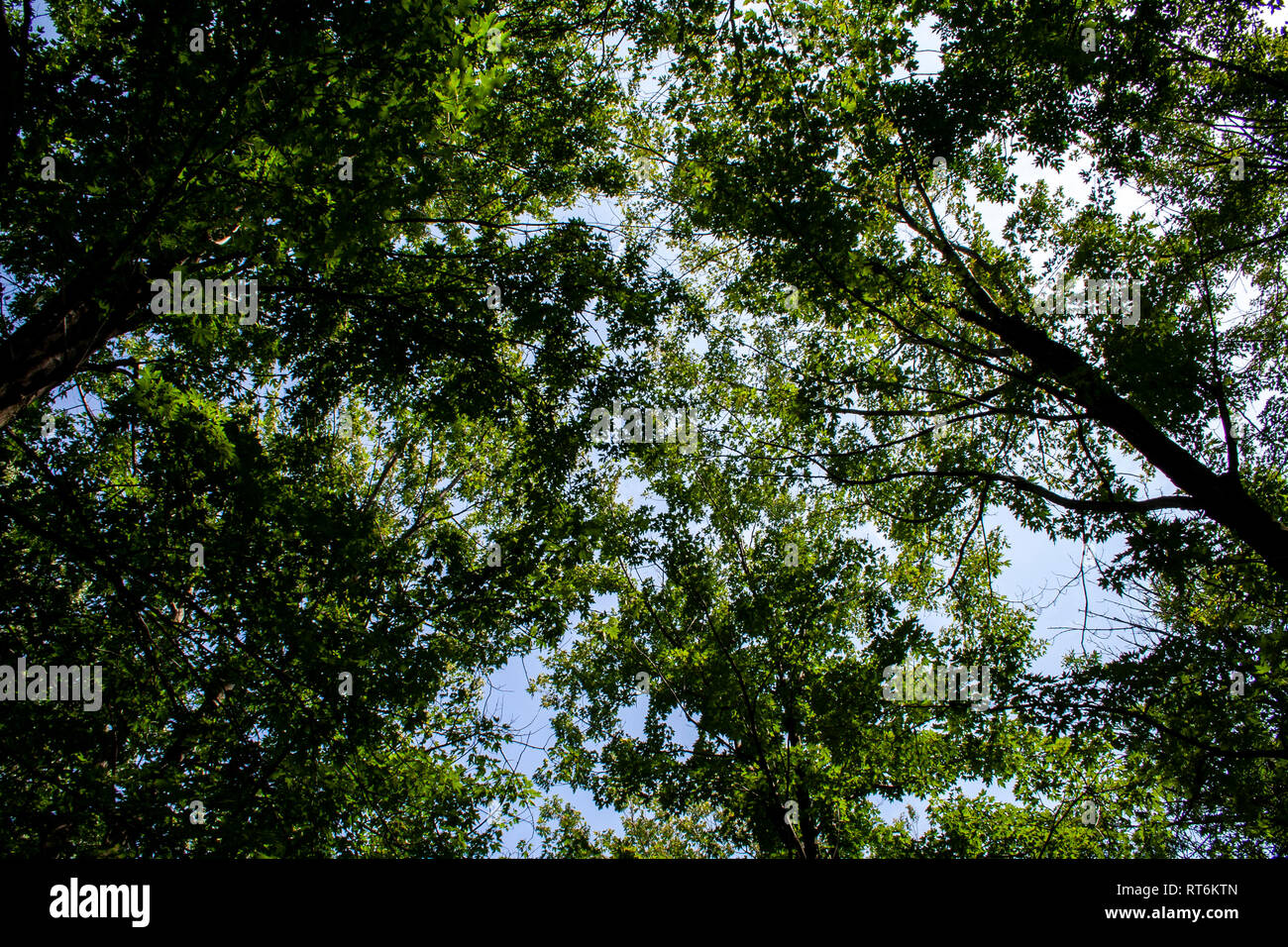 Tree trees top tops hi-res stock photography and images - Alamy