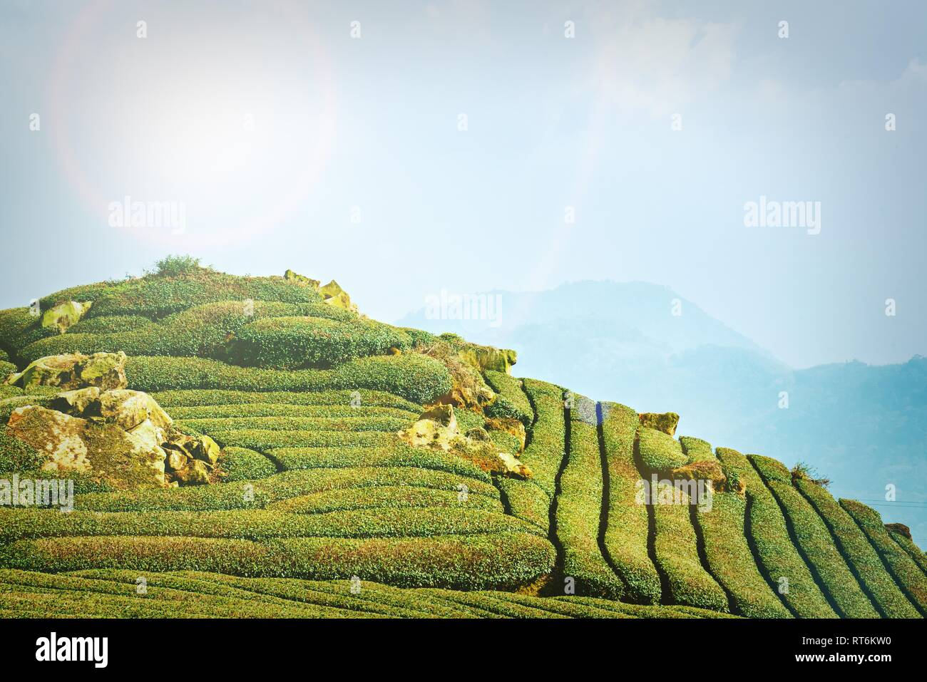 Beautiful tea garden rows scene isolated with blue sky and cloud ...