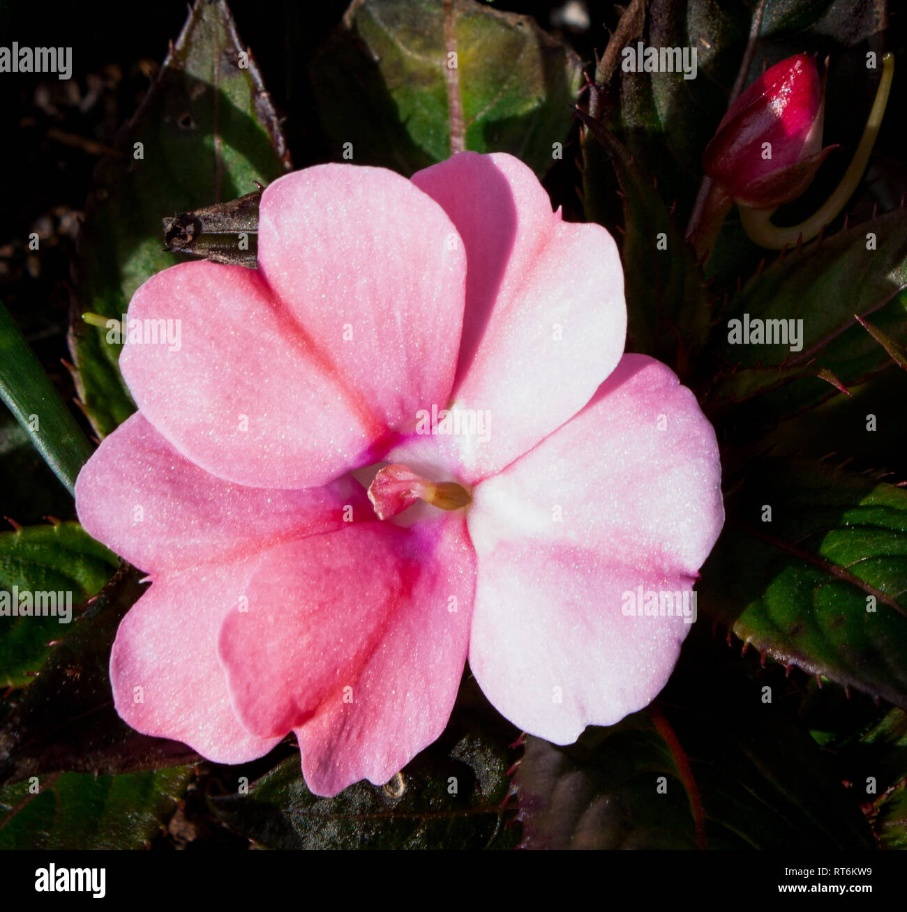 Pink impatiens plant hi-res stock photography and images - Alamy