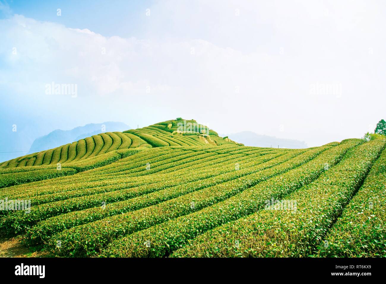 Beautiful tea garden rows scene isolated with blue sky and cloud ...