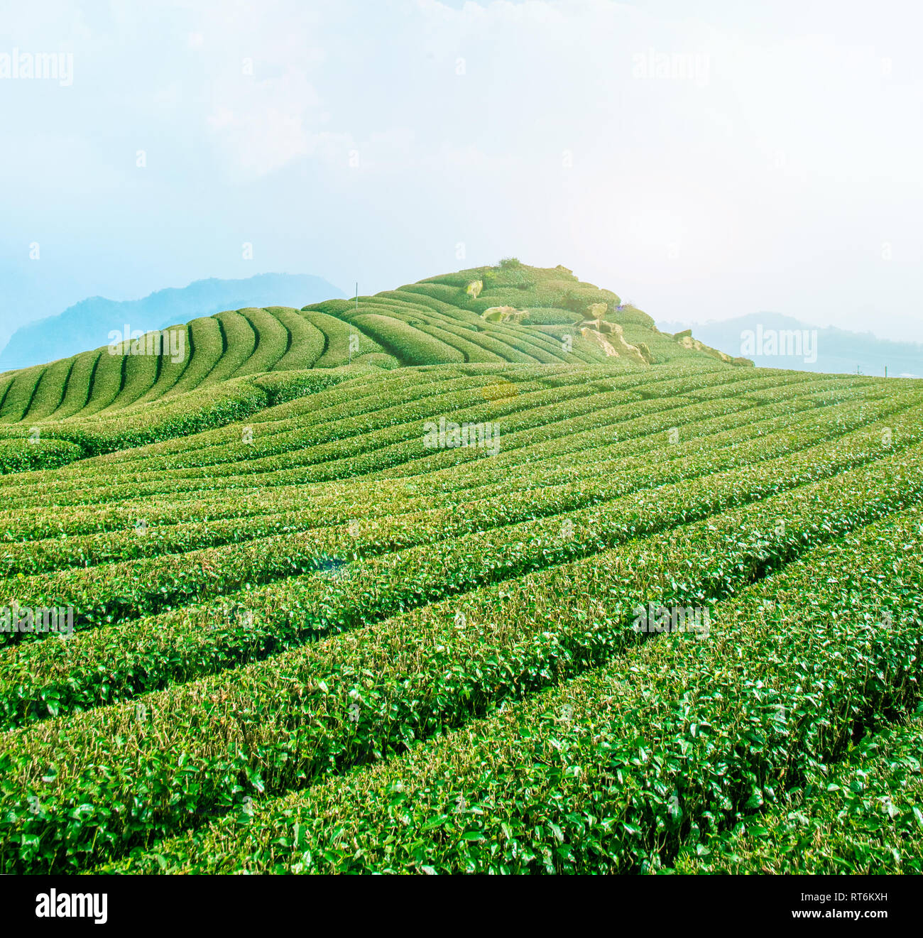 Beautiful tea garden rows scene isolated with blue sky and cloud ...