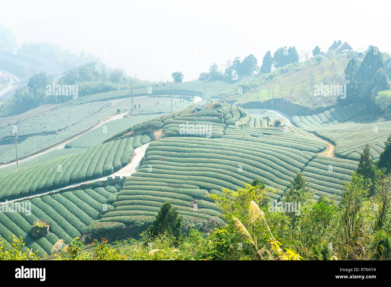 Beautiful tea garden rows scene isolated with blue sky and cloud ...