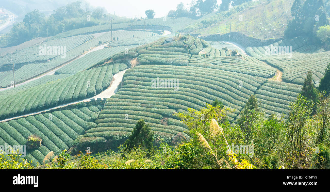 Beautiful tea garden rows scene isolated with blue sky and cloud ...