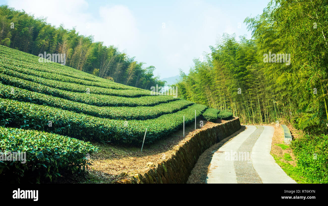 Beautiful tea garden rows scene isolated with blue sky and cloud ...