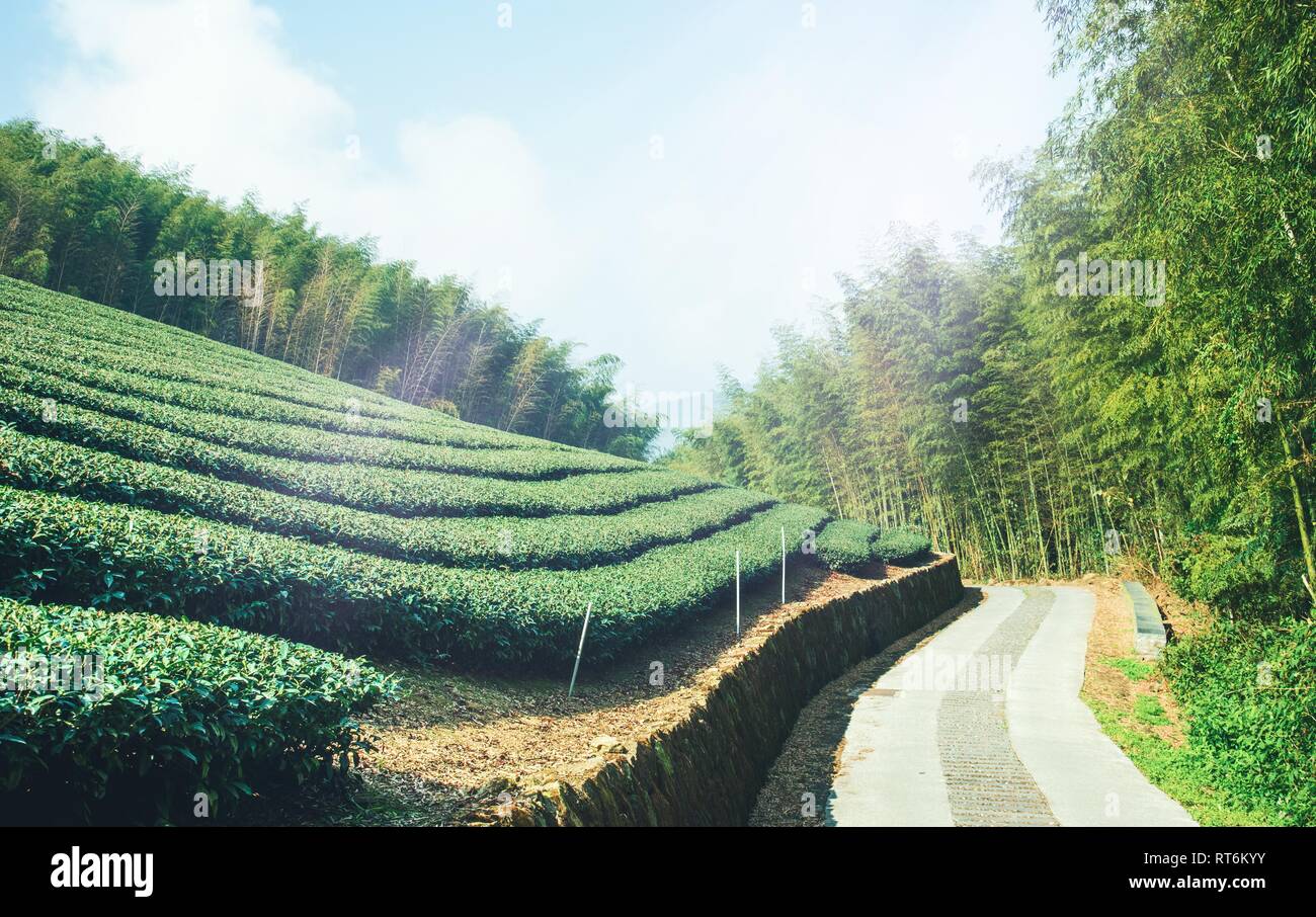 Beautiful tea garden rows scene isolated with blue sky and cloud ...