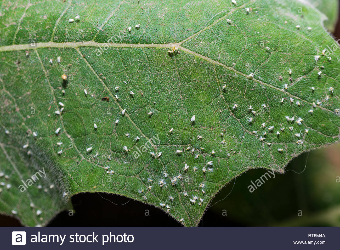 Whitefly High Resolution Stock Photography and Images - Alamy