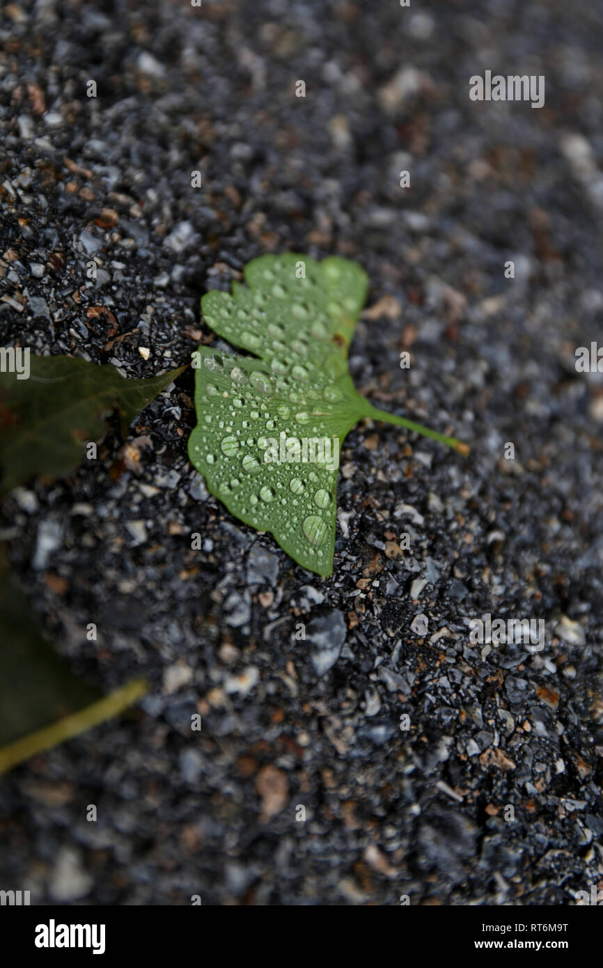 Dewy leaf hi-res stock photography and images - Alamy