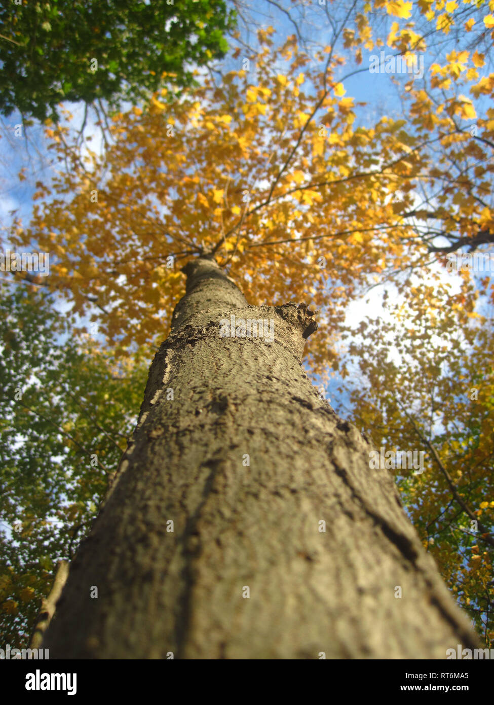 Tree in the Fall from below Stock Photo - Alamy
