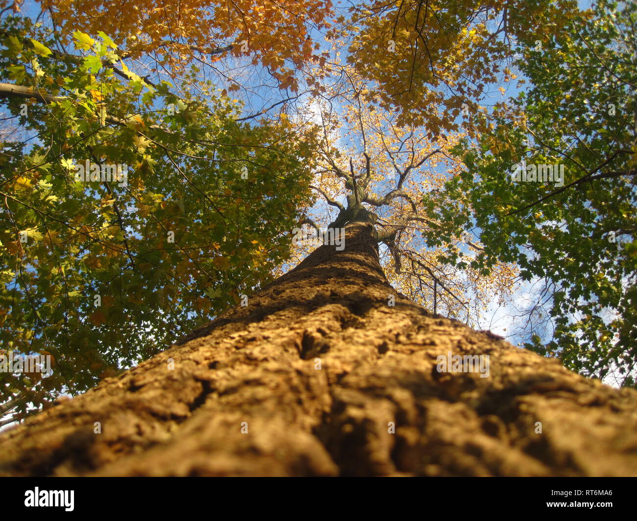 Tree in the Fall from below Stock Photo - Alamy