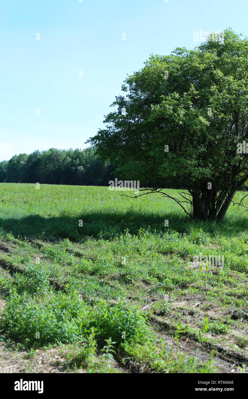 A lone tree in a field Stock Photo - Alamy