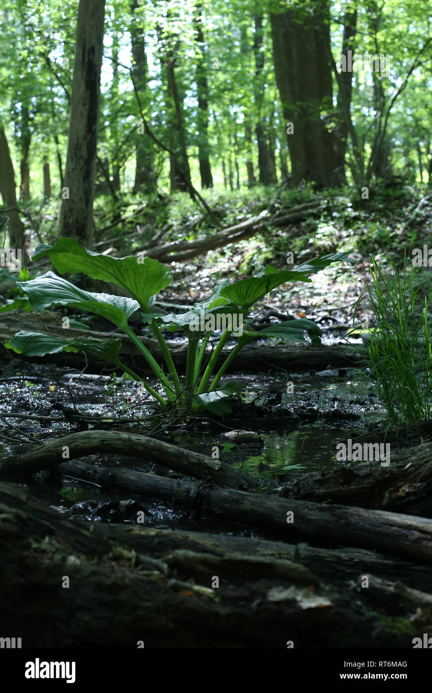A plant growing in a stream Stock Photo - Alamy