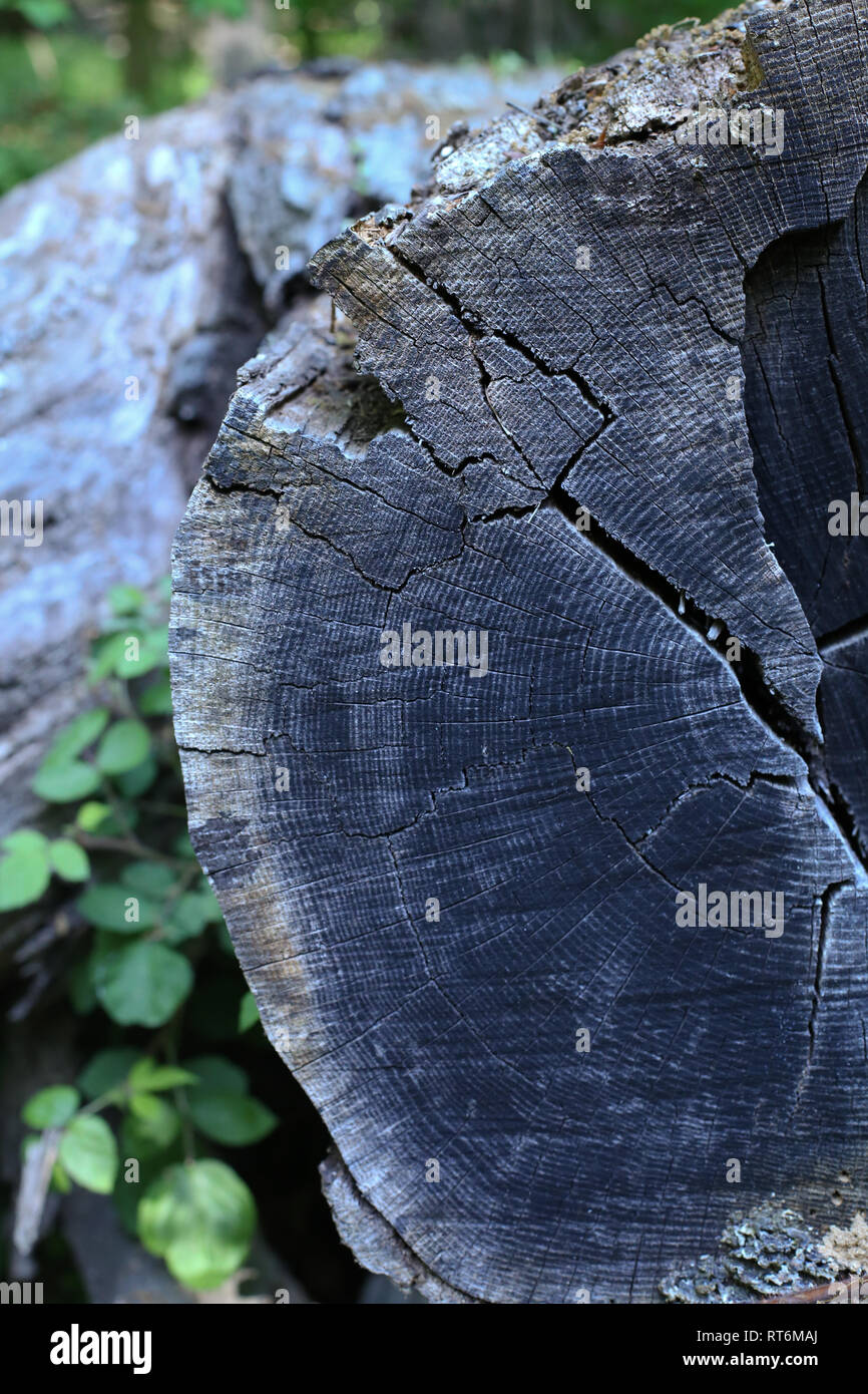 Tree Stump in a forest Stock Photo - Alamy