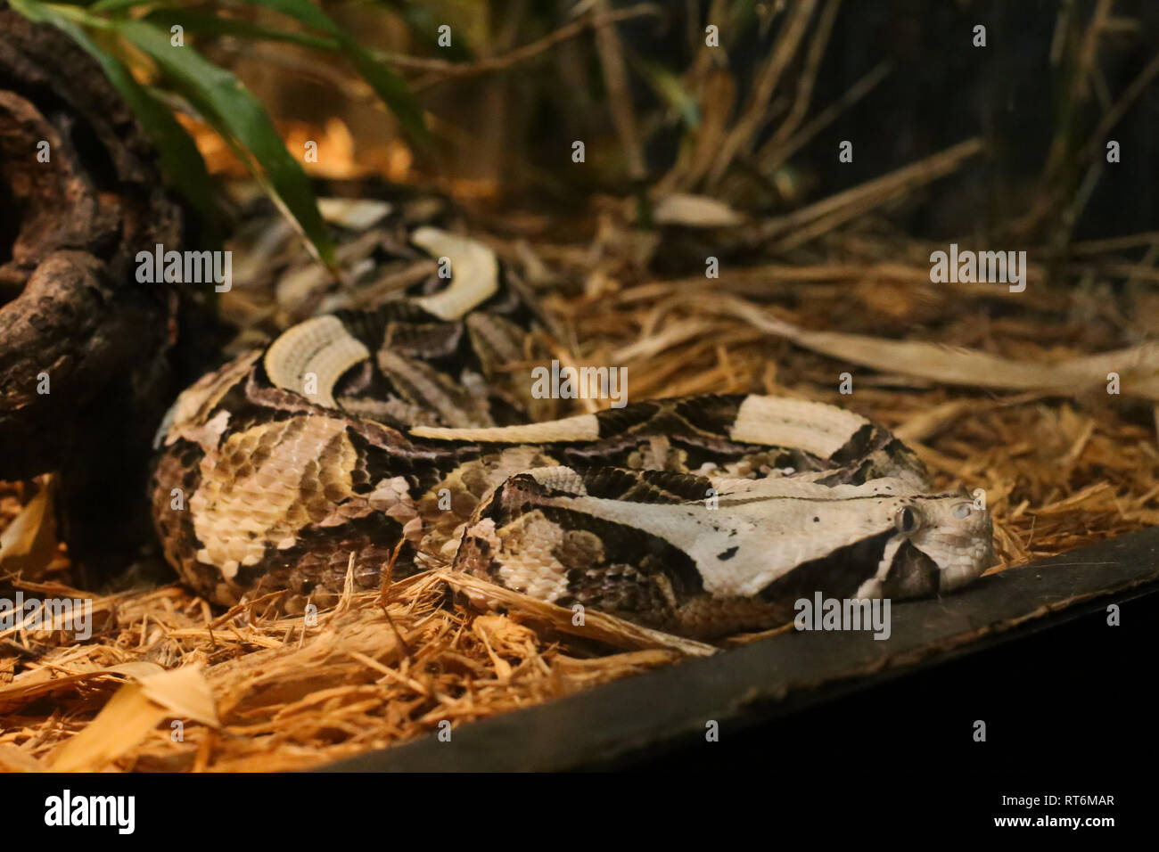 A Snake at the Philadelphia zoo Stock Photo - Alamy