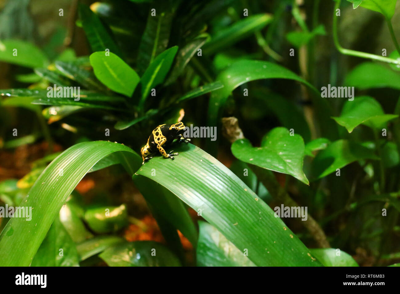 Tree Frog at the Zoo Stock Photo - Alamy