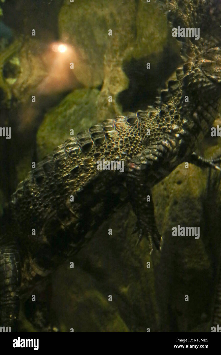 Small Alligator at the Philadelphia Zoo Stock Photo - Alamy