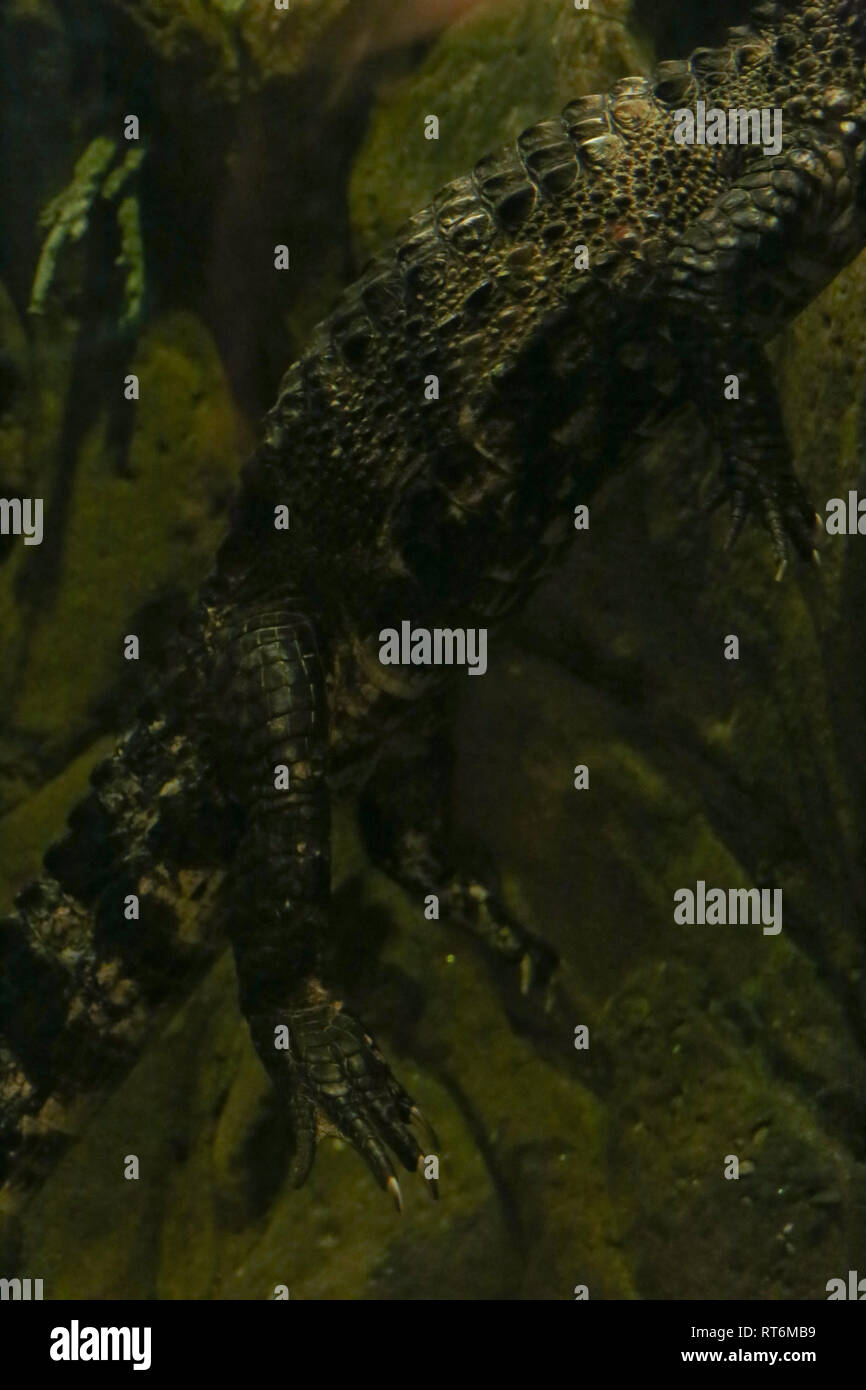 Alligator at the Philadelphia Zoo Stock Photo - Alamy