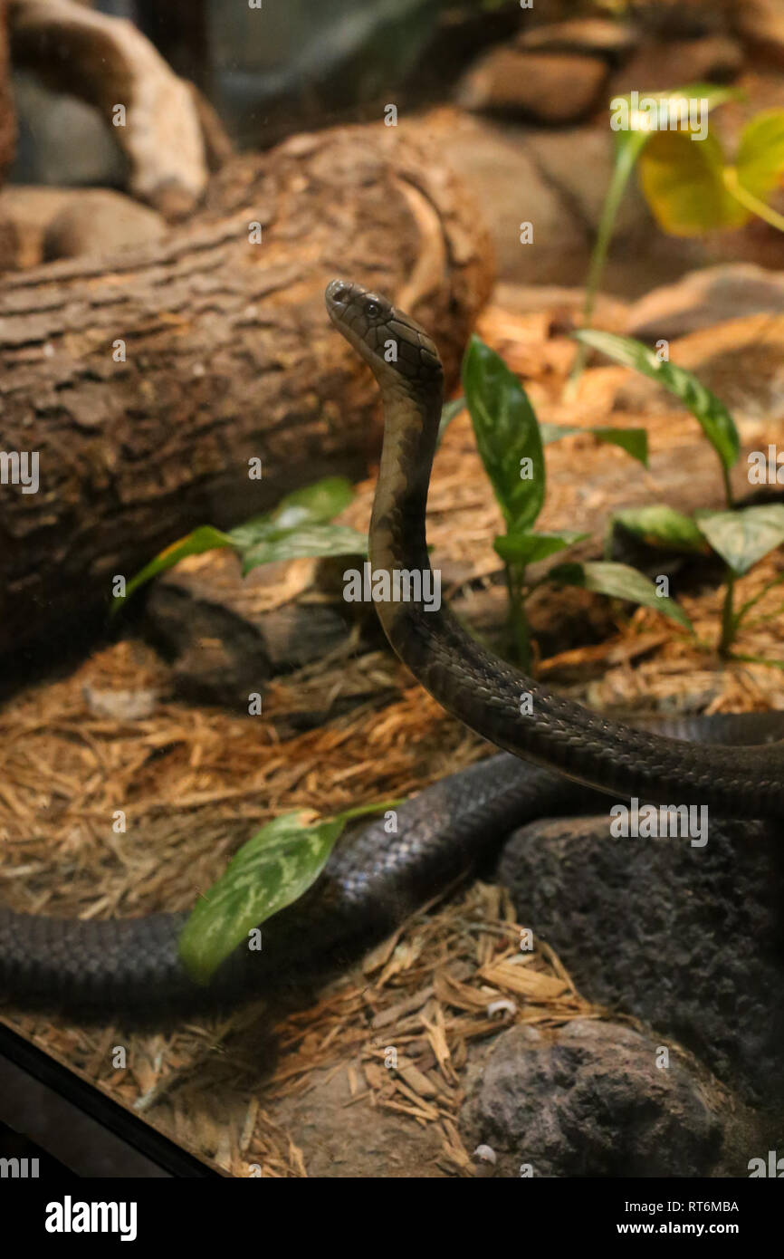 Slimy snake hi-res stock photography and images - Alamy