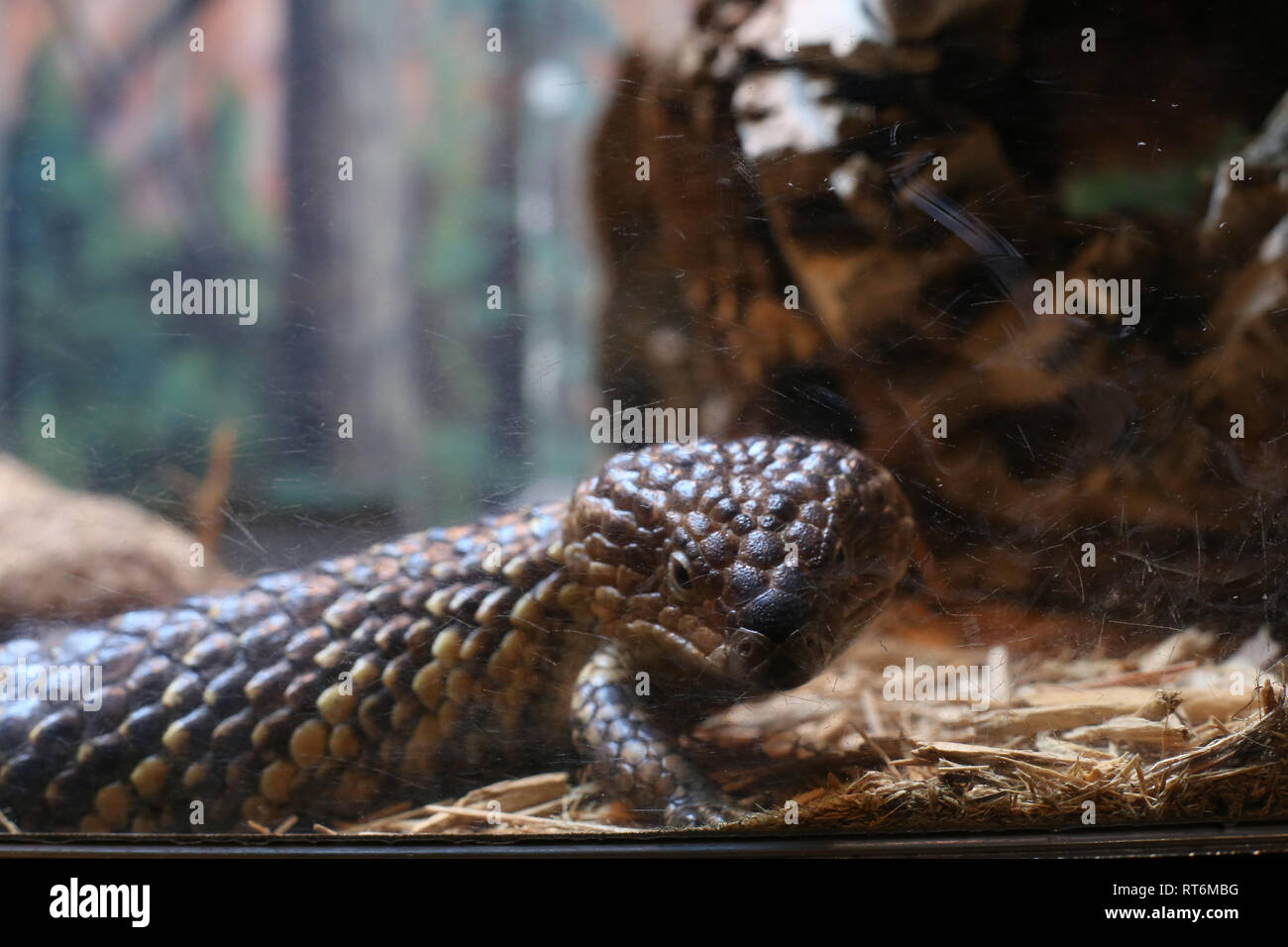 A Cute Gila Monster at the Philadelphia Zoo Stock Photo - Alamy