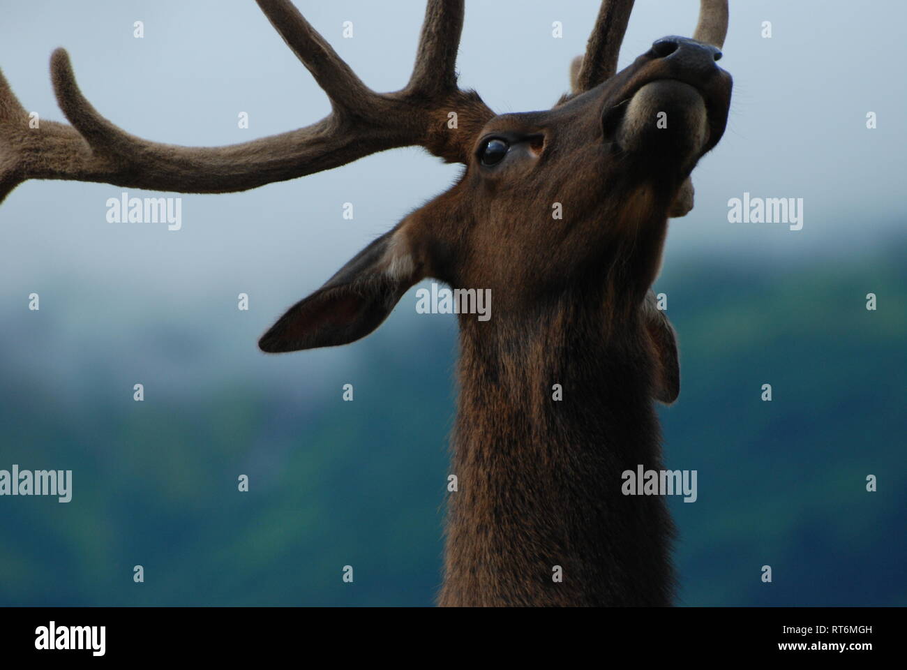 deer from Alaskan ranch Stock Photo - Alamy