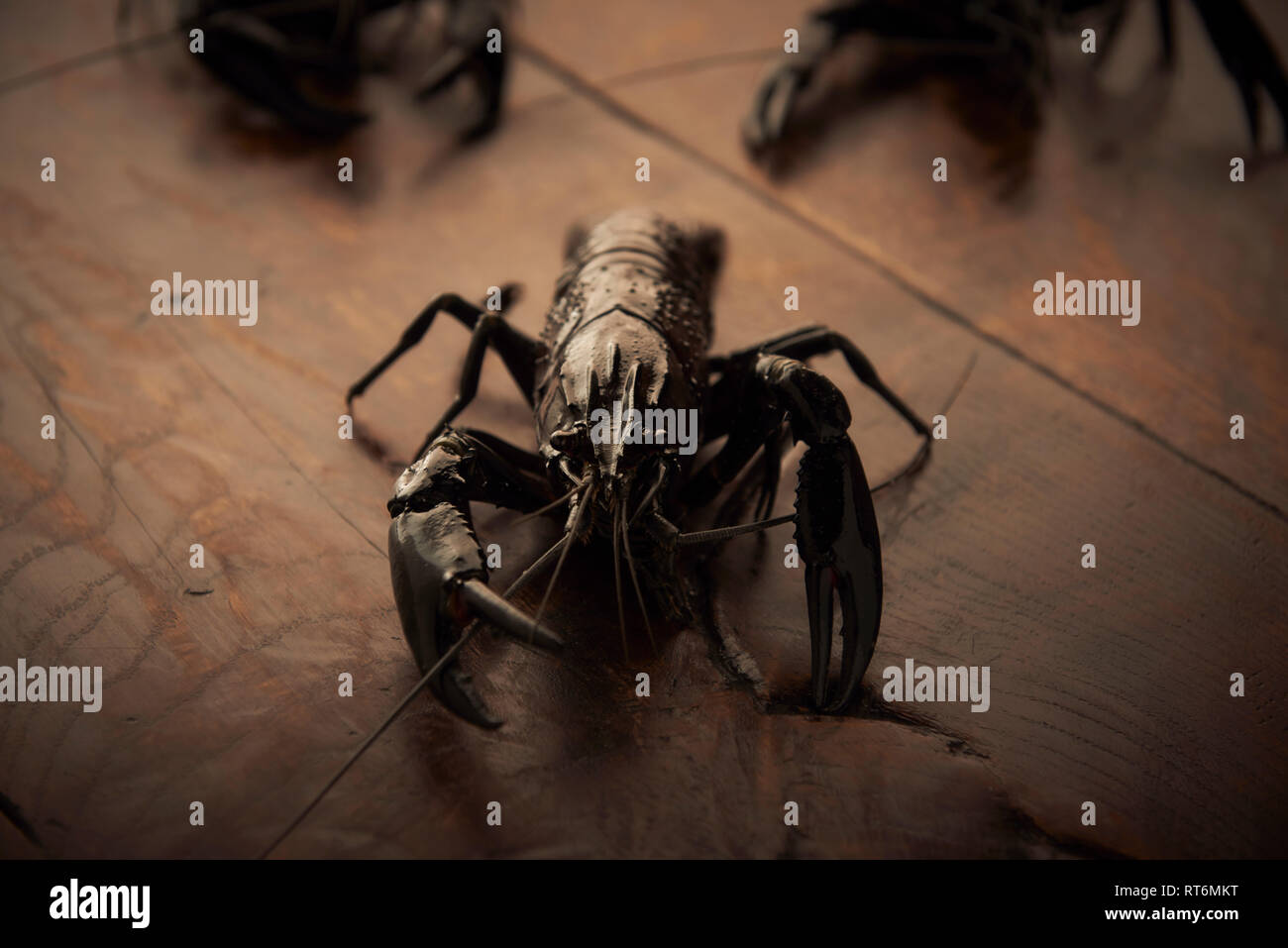 Fresh blue coloured live lobster shellfish Stock Photo - Alamy