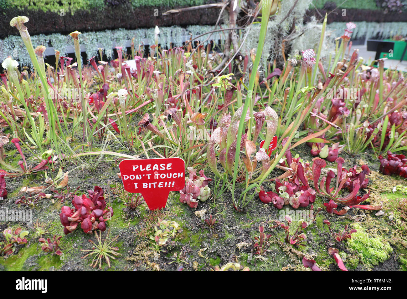 ‘Plants with Bite’ carnivorous plants display at The Calyx, The Royal ...