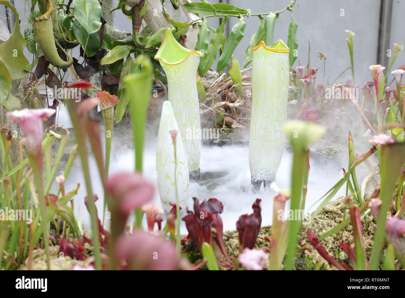 ‘Plants with Bite’ carnivorous plants display at The Calyx, The Royal ...