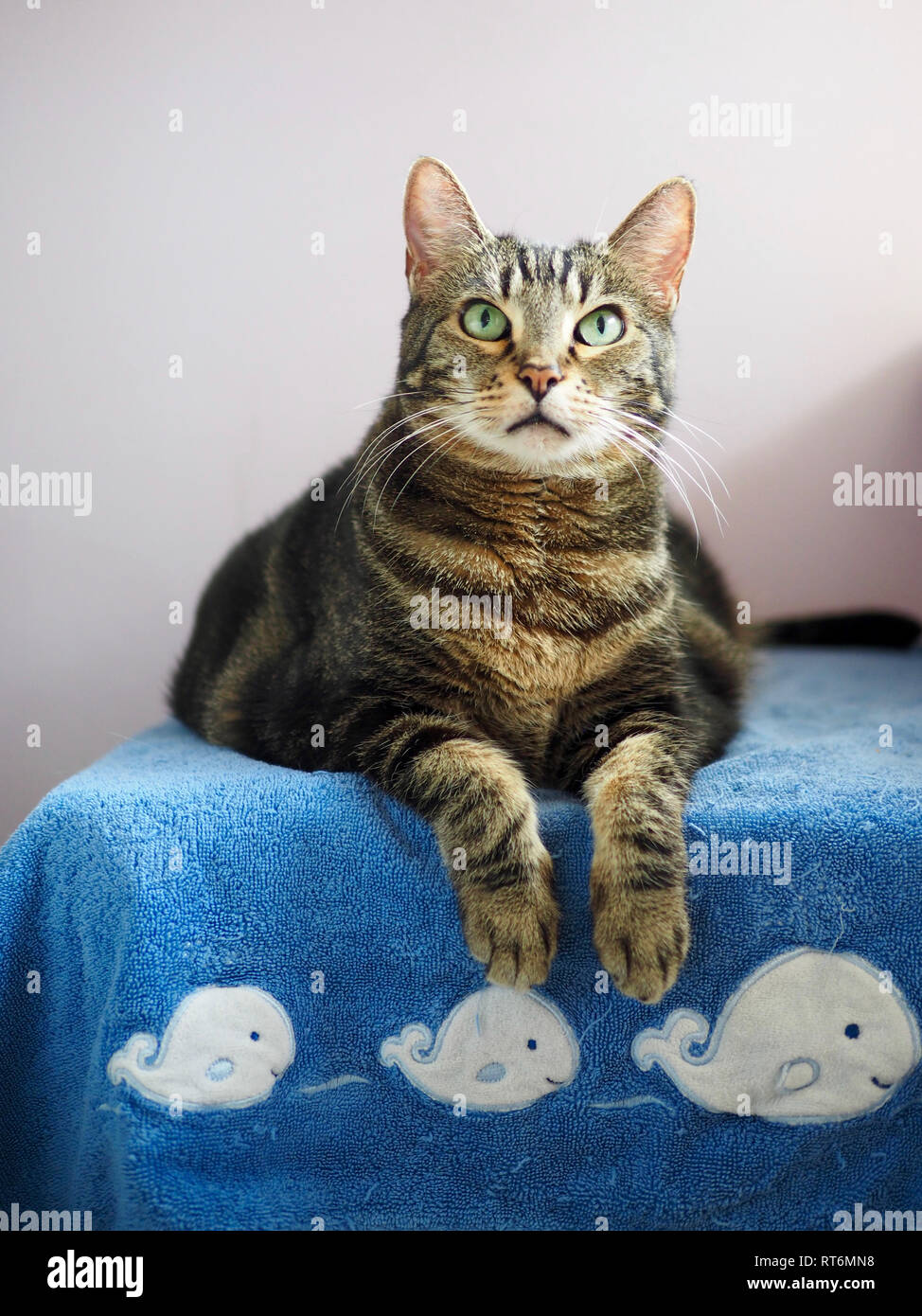 Beautiful tabby cat green eyes hi-res stock photography and images - Alamy