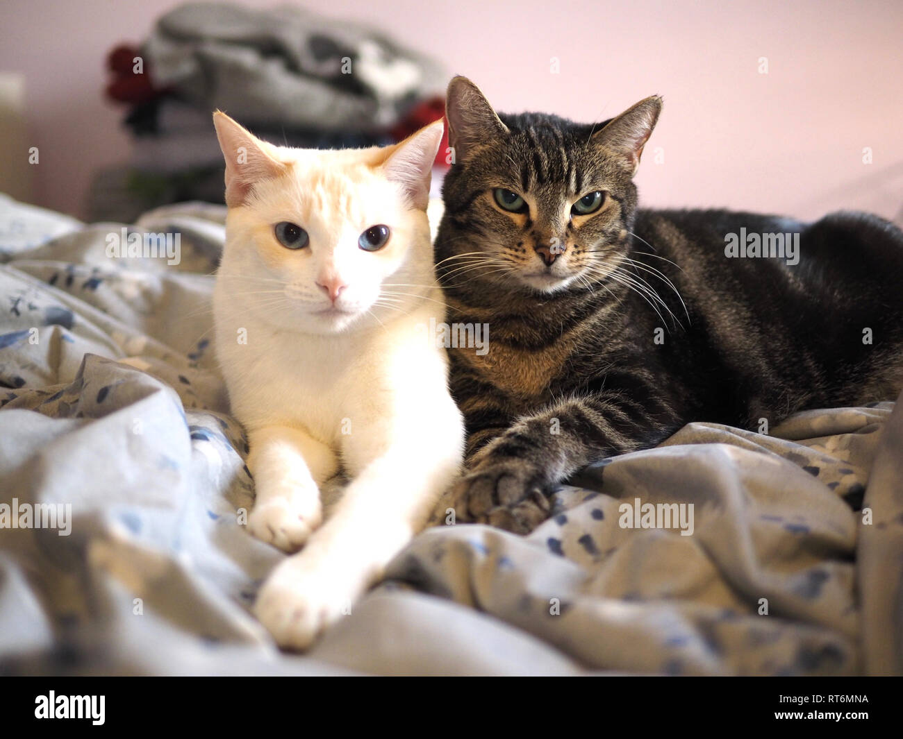 Domestic cat siamese cat hi-res stock photography and images - Alamy