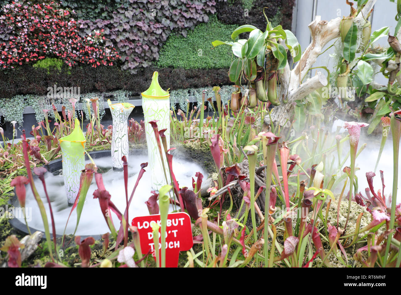 ‘Plants with Bite’ carnivorous plants display at The Calyx, The Royal ...