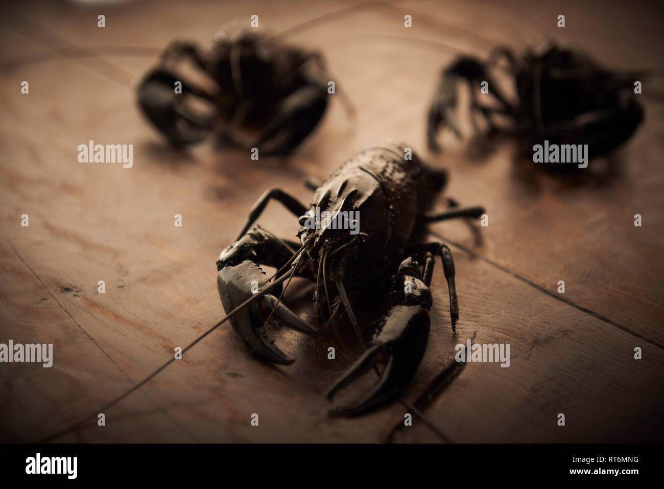Fresh blue coloured live lobster shellfish Stock Photo - Alamy